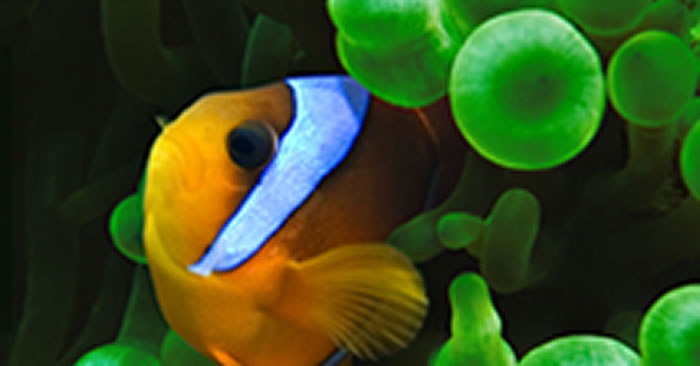 Fish | Cambridge Core Blog