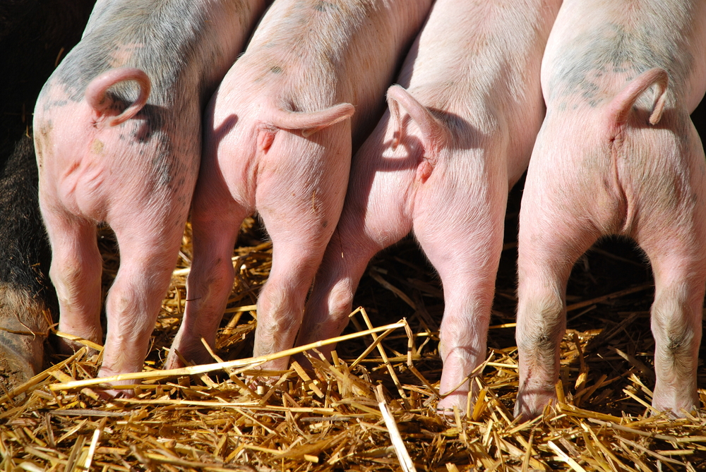 Can we control tail biting in pigs without tail docking? « Agriculture ...