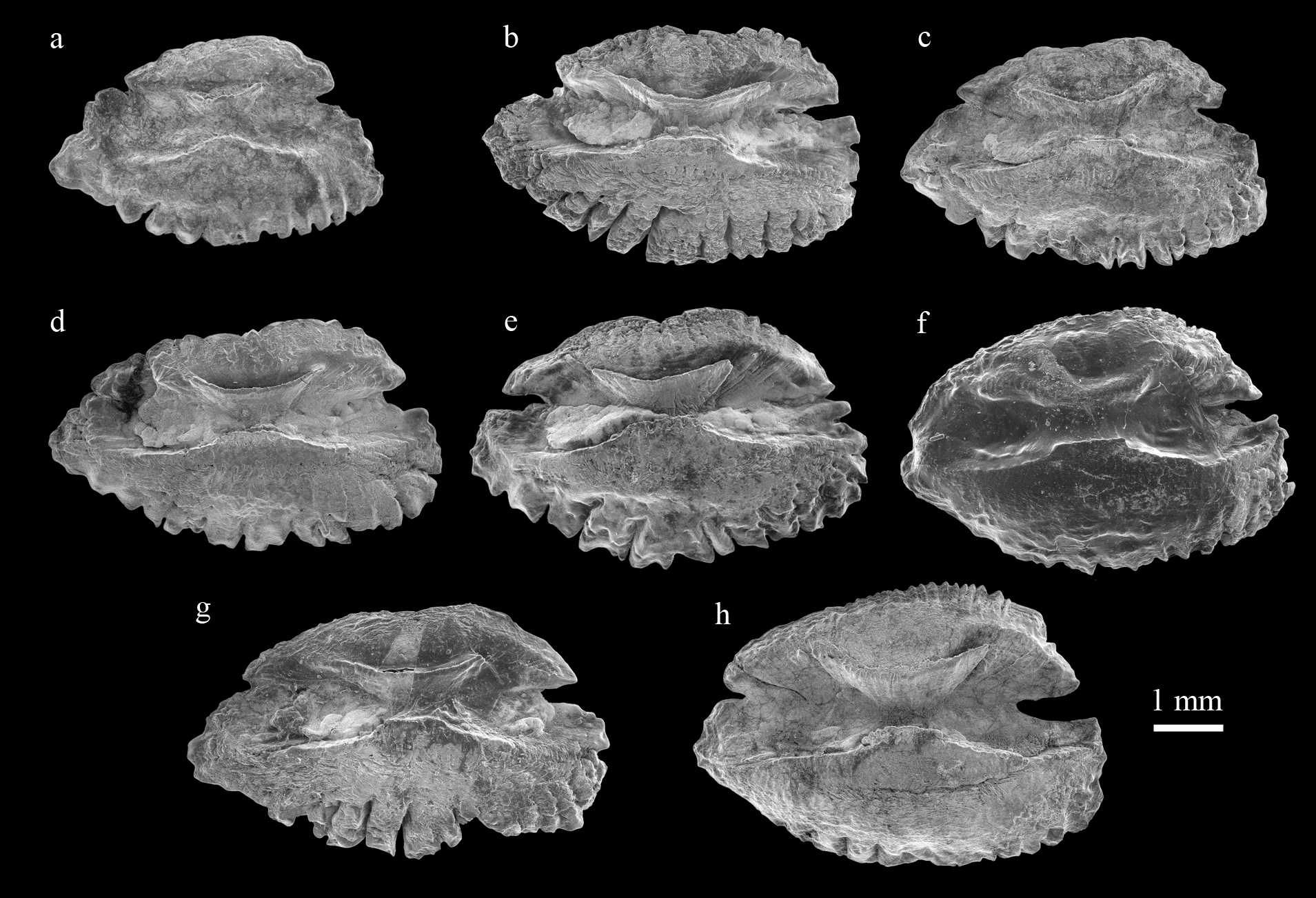 The ear stone shape found in parrotfish reveal differences between ...