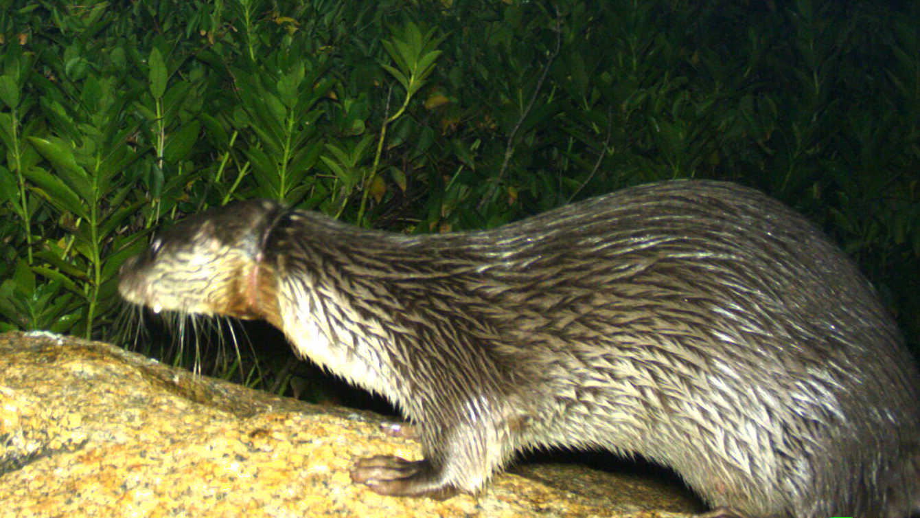 Study shows that China’s otters are in dramatic decline « Life Sciences ...