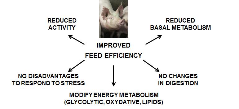 Counting the costs of feeding pigs « Agriculture & Animal Science ...
