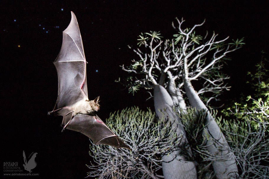 The erosion of customary institutions threatens the conservation of ...