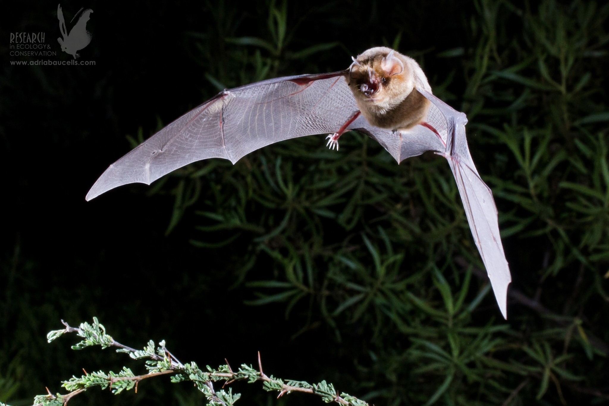 The erosion of customary institutions threatens the conservation of ...