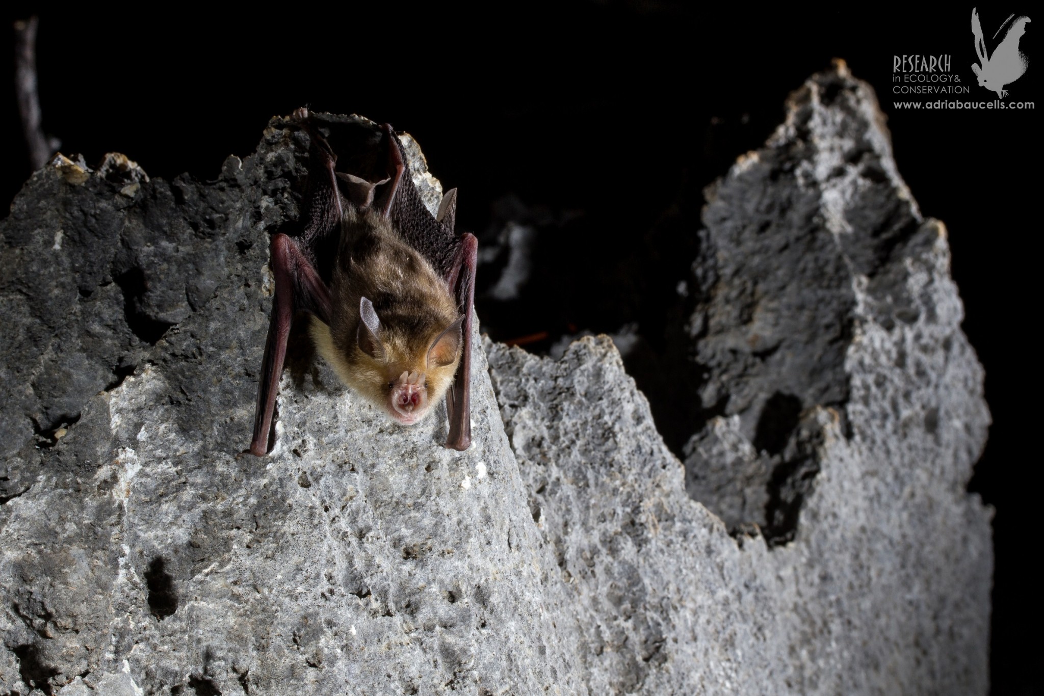 The erosion of customary institutions threatens the conservation of ...