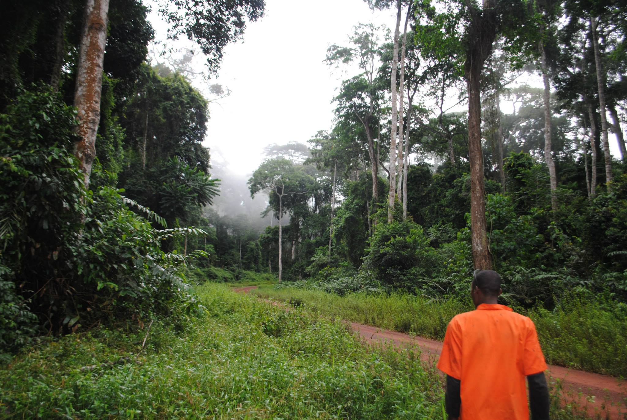 Timber concessions may provide valuable additional conservation land ...