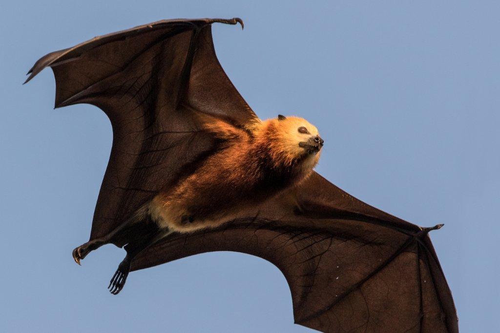 Evidence shows that culling Endangered flying foxes is unnecessary ...