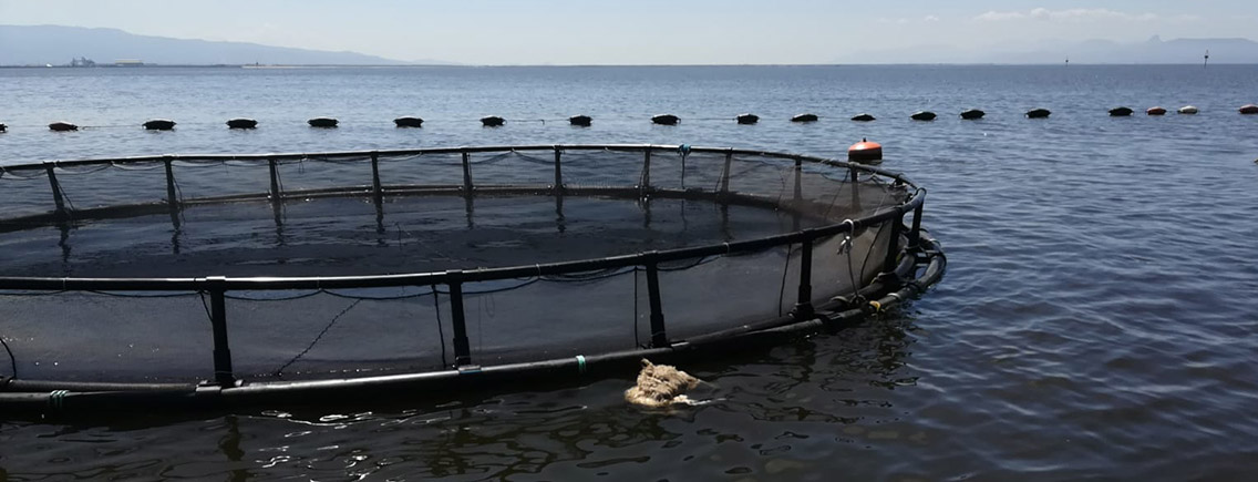 Fish welfare in research and aquaculture « Agriculture & Animal Science ...
