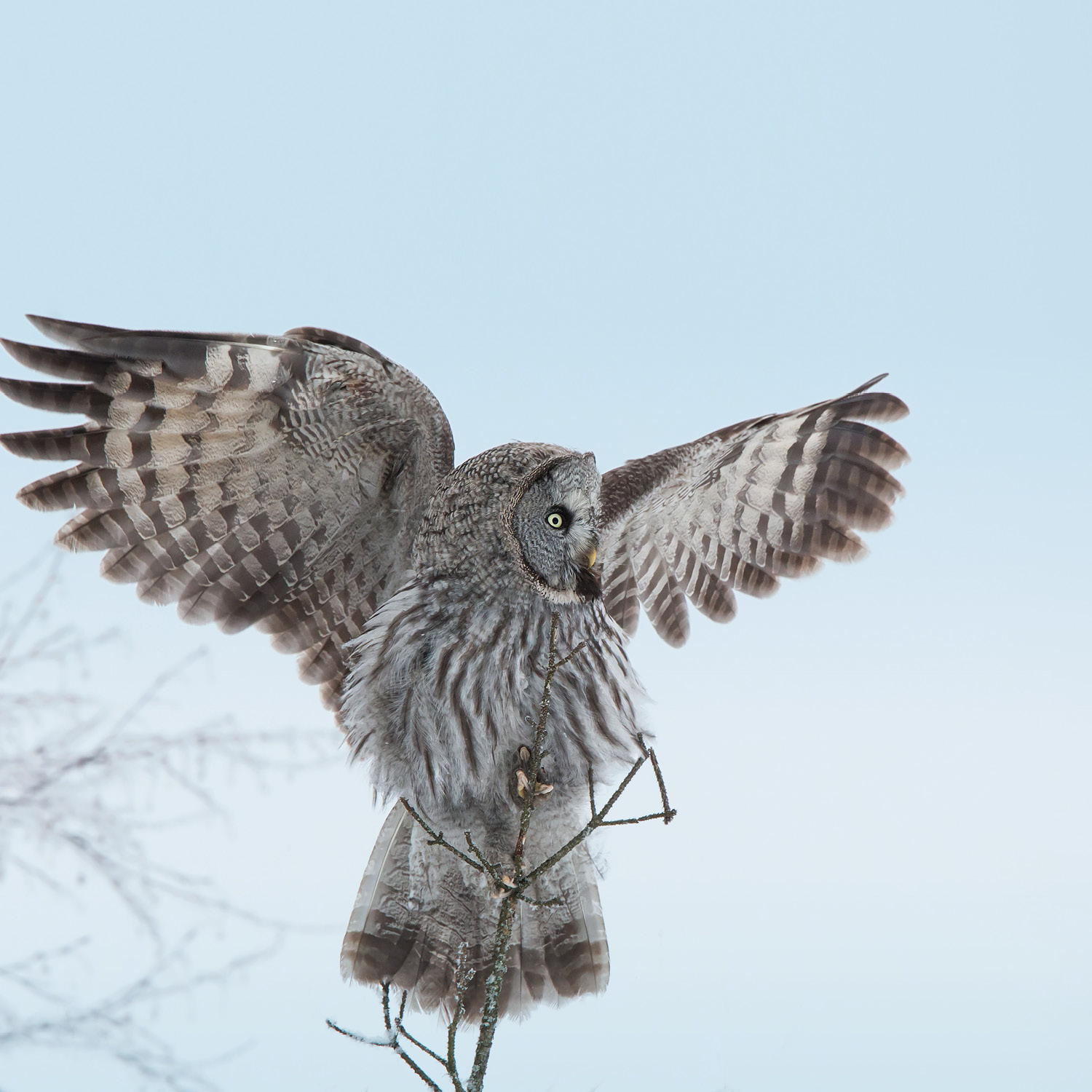 Introducing Cambridge Elements « Librarians# « Cambridge Core Blog