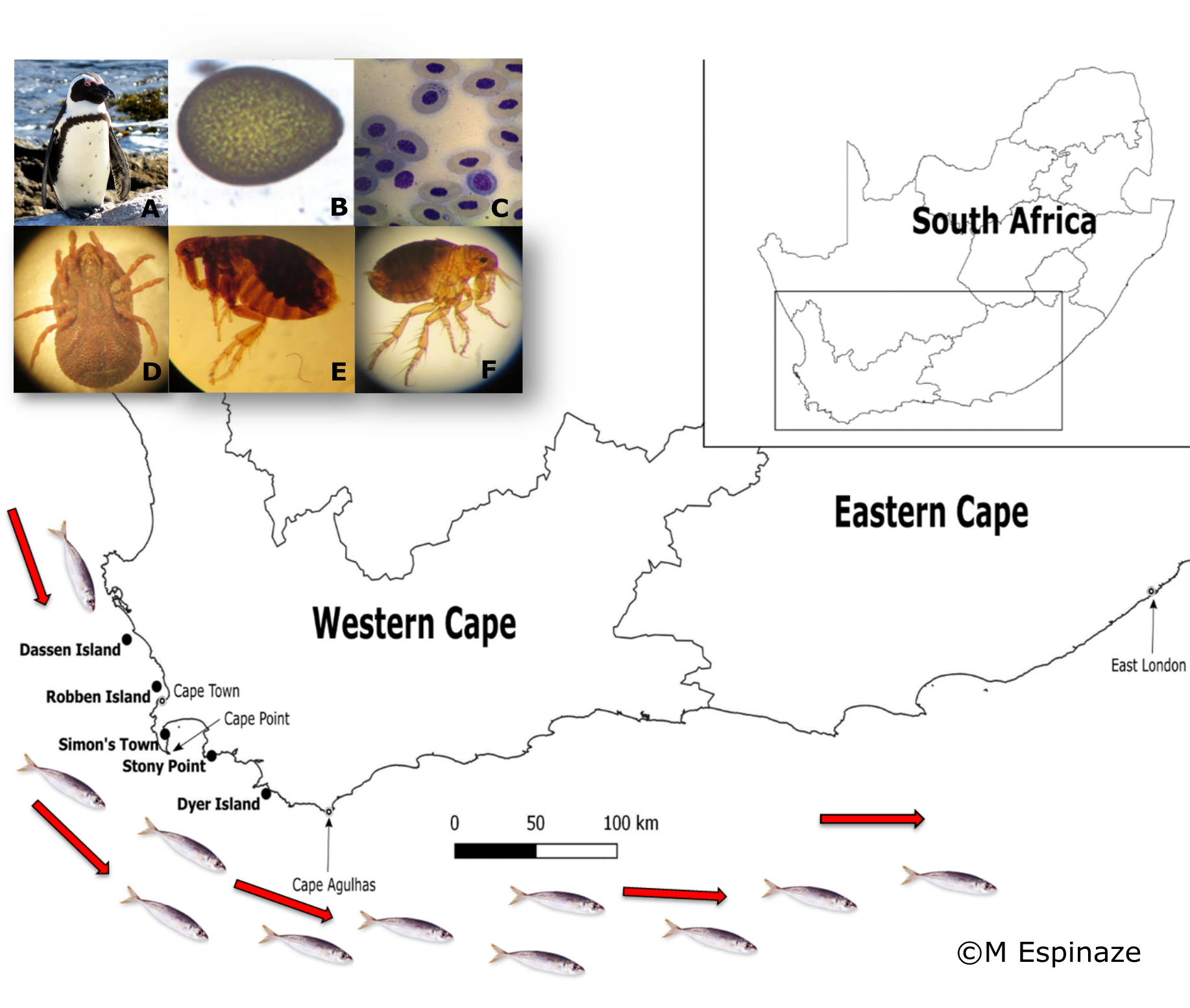 Parasite diversity associated with African penguins (Spheniscus ...