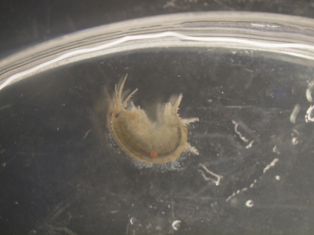 Can you dig it? Parasites influence the rates of bioturbation in lakes ...