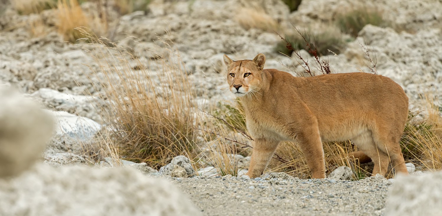 The oldest parasite DNA ever recorded has been found in the ancient ...