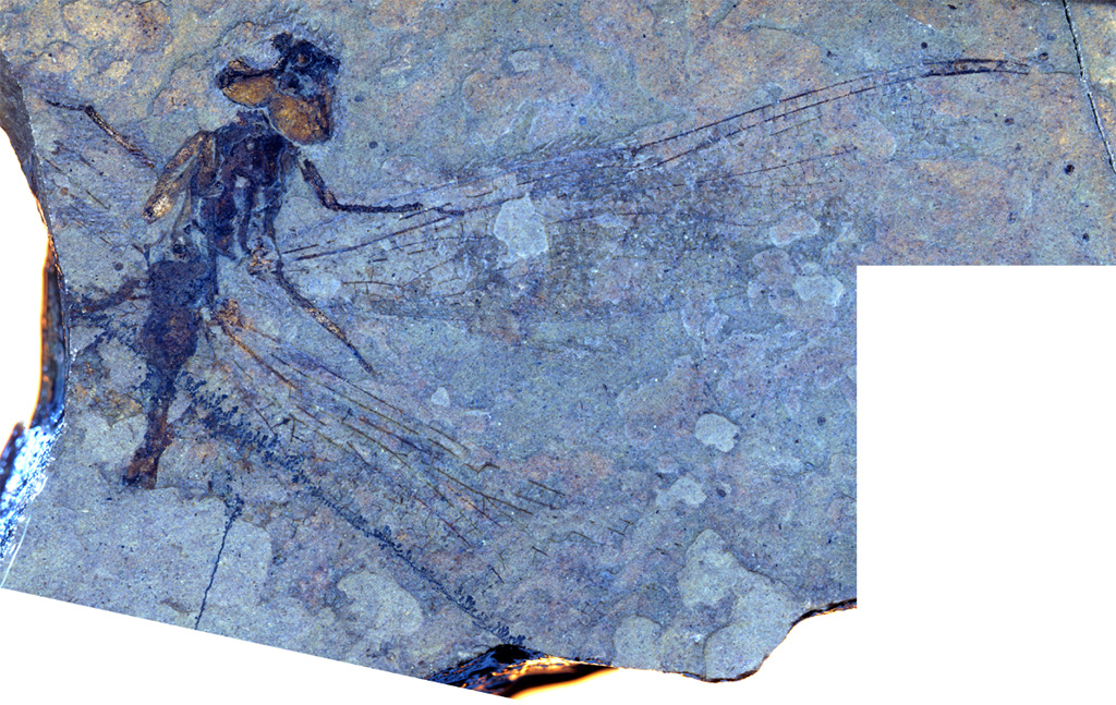 First fossil dragonflies from B.C. identified and named « Life Sciences ...