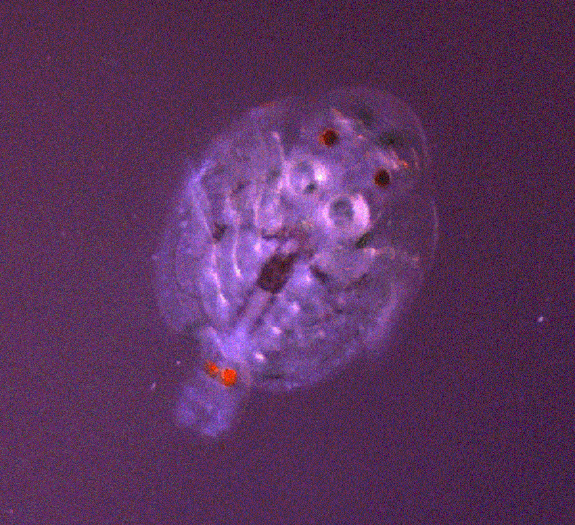 Shining a light on parasite behavior: daily patterns of Argulus fish ...