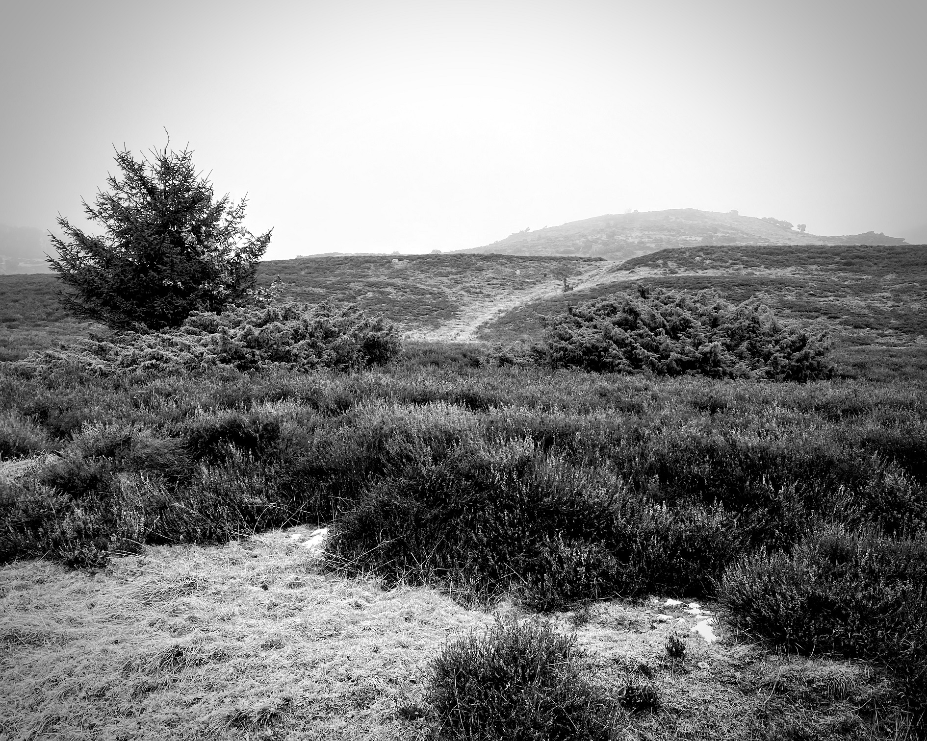 Wild and wishful: The emergence of heathlands as anthropogenic ...