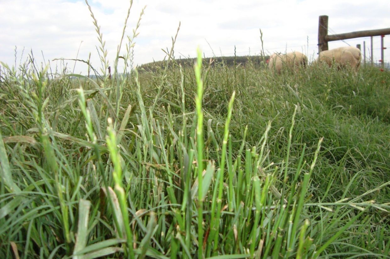 Mitigating the Ryegrass glyphosate-resistant seed dispersion by ...