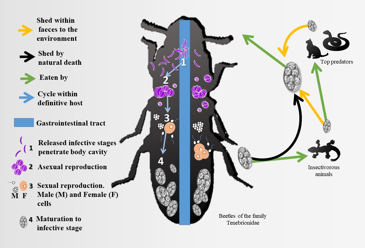 Dispersion of adeleid oocysts by vertebrates in Gran Canaria, Spain ...