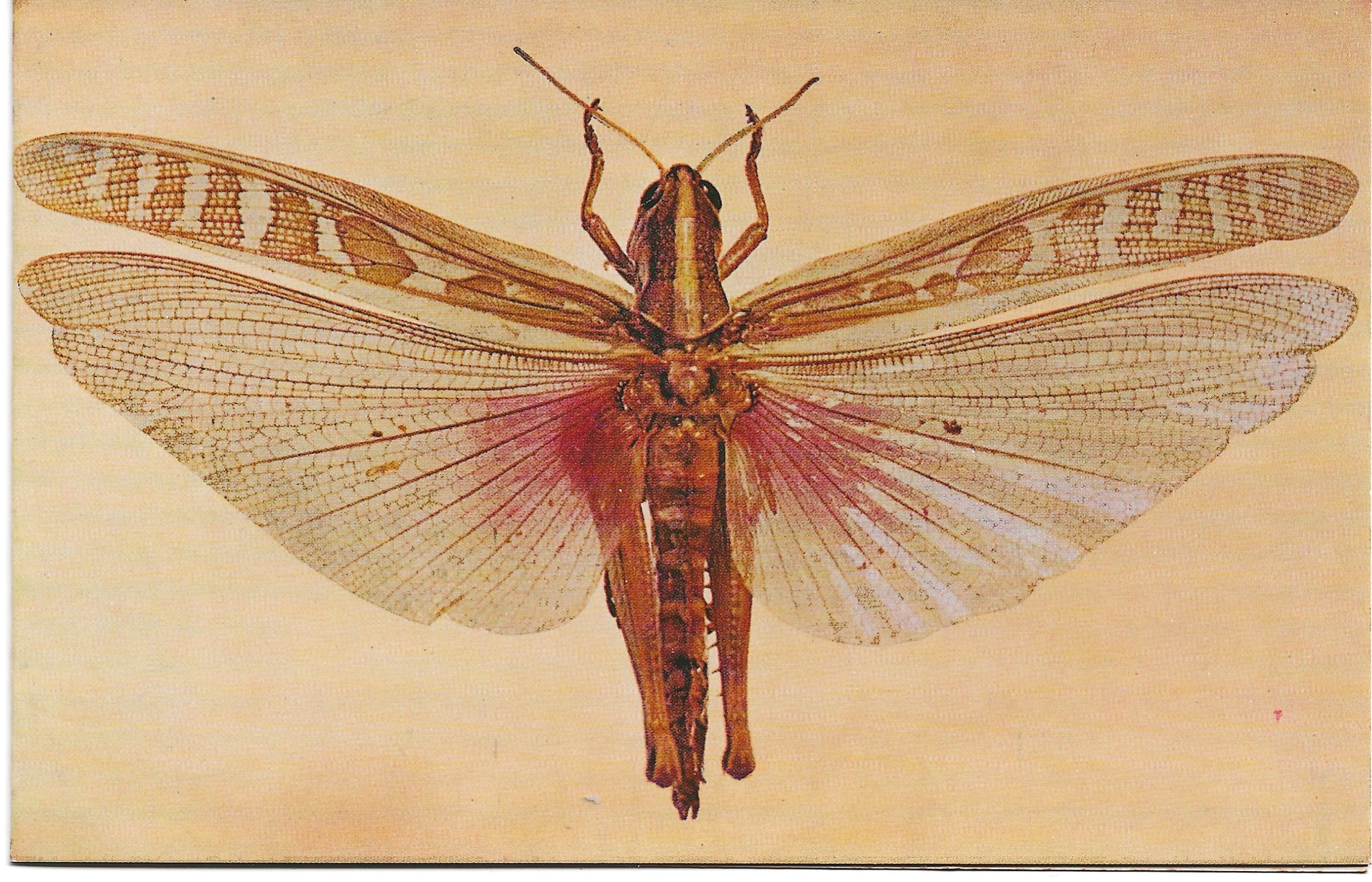 Imperial Entomology: Locusts « History# « Cambridge Core Blog