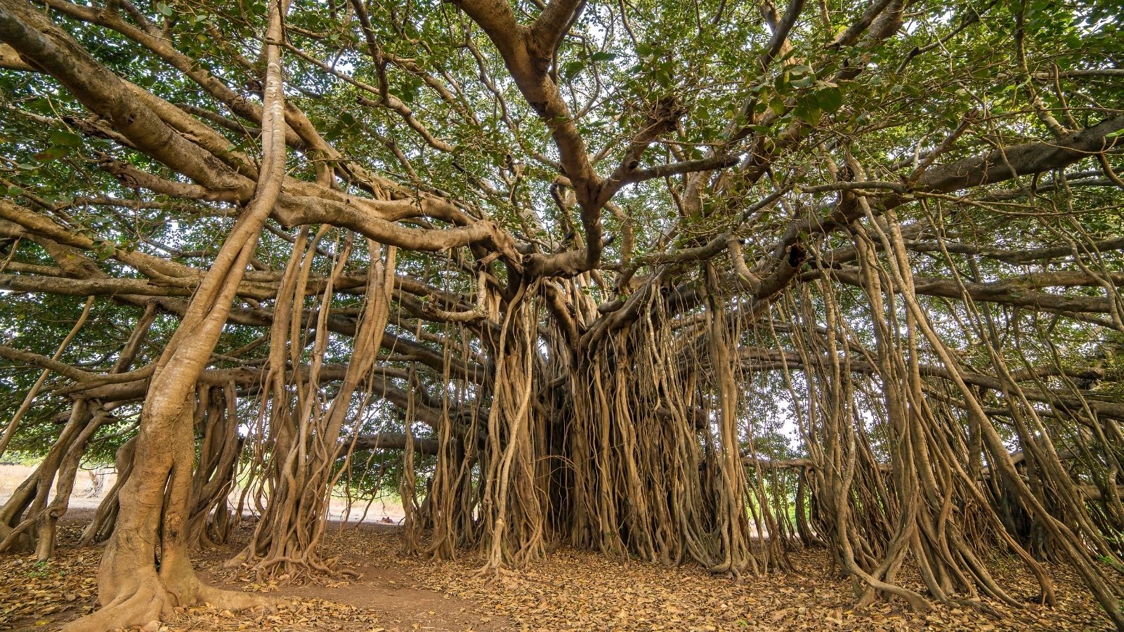 Reflections on House of Secrets: The Burari Deaths « Psychology ...