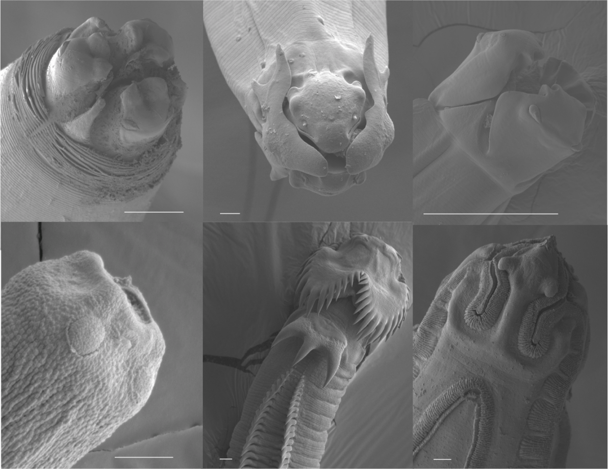 Nematode parasites in New Zealand’s marine animals « Agriculture ...