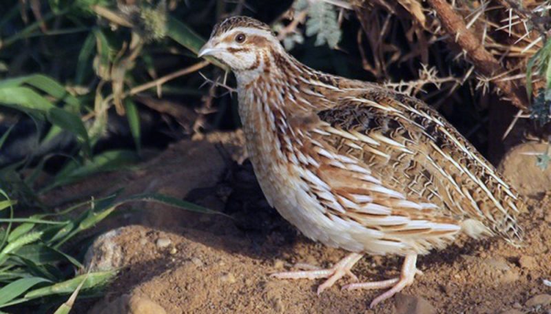 A promising ingredient in layer quail feed: calcium pidolate ...