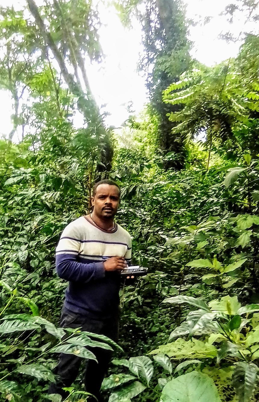 Contribution of coffee plants to carbon sequestration in agroforestry ...