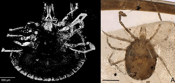 Hard Ticks from Down Under in Burmese Amber