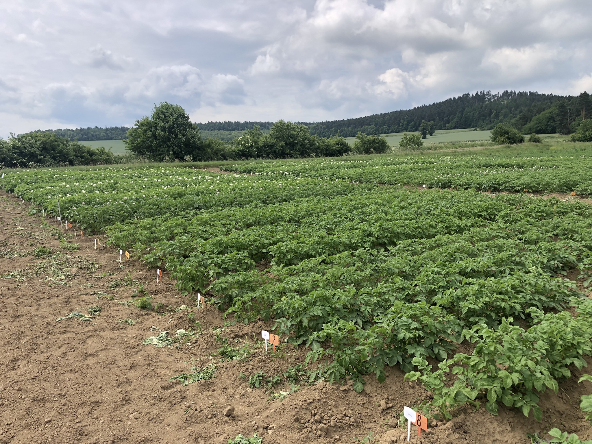 Organic system vs conventional: a perspective from Poland, Potato ...