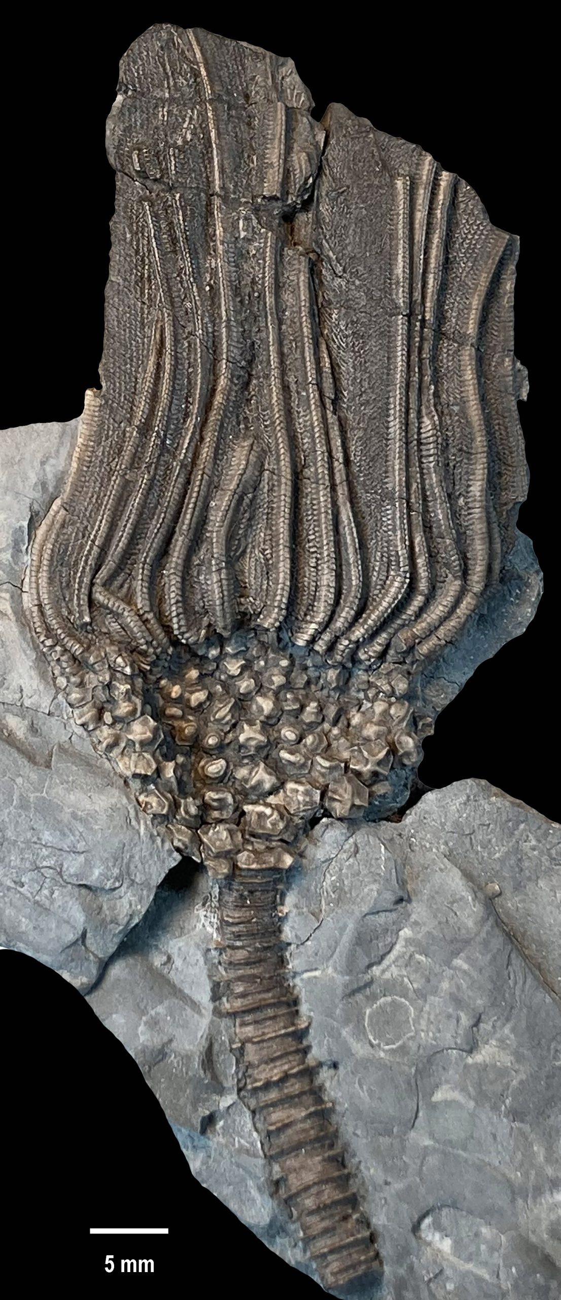 Crinoids from the Wooster Shale Member of the Cuyahoga Formation ...
