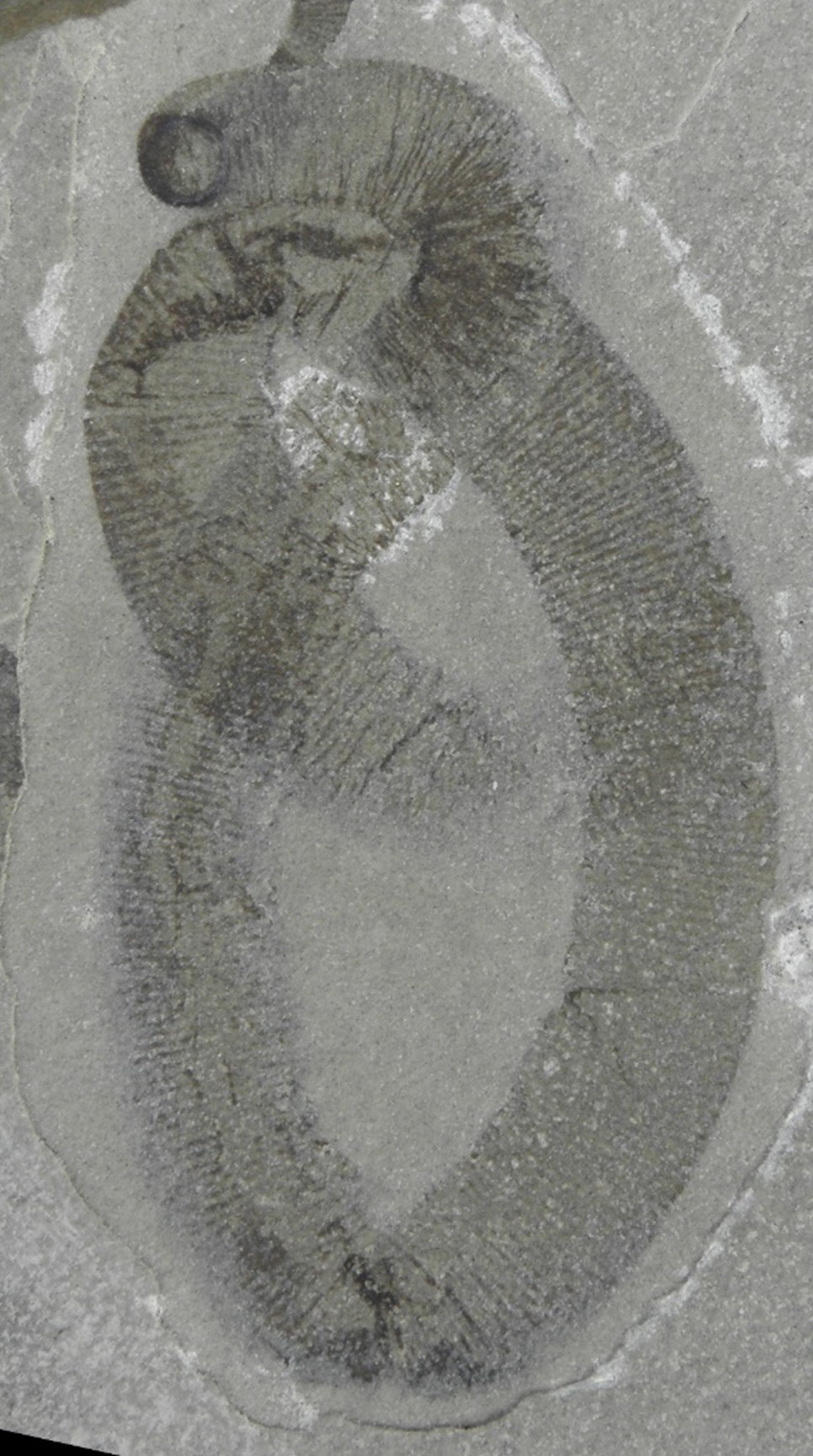 Earliest, 437 million year old, putative leech is not what it seems ...