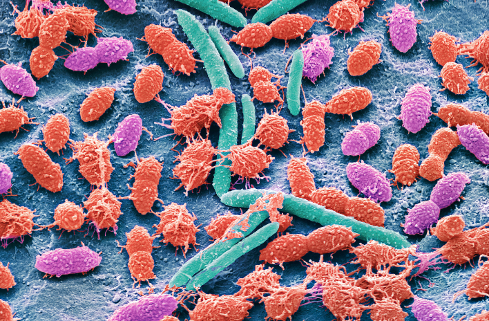Coprococcus in your gut: the secret of happiness? | Cambridge Core Blog