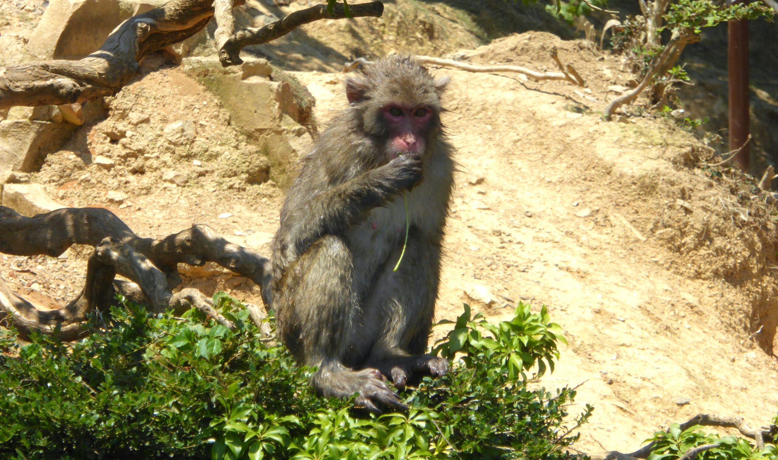 Strongylid Nematode Communities of Asian Primates Lack Species ...