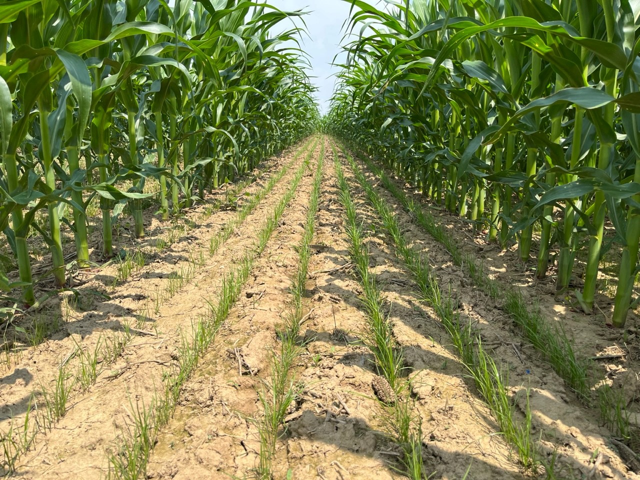Drill-interseeded Cover Crops in V3 Corn Reap Benefits « Life Sciences ...