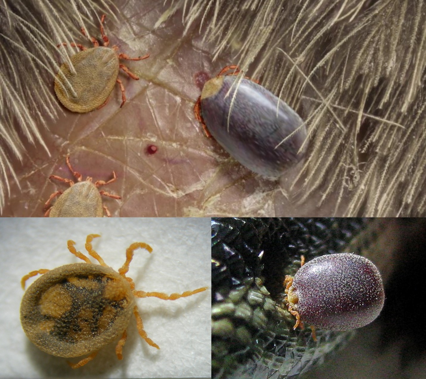 DEAD TICK CLADE WALKING « Life Sciences# « Cambridge Core Blog