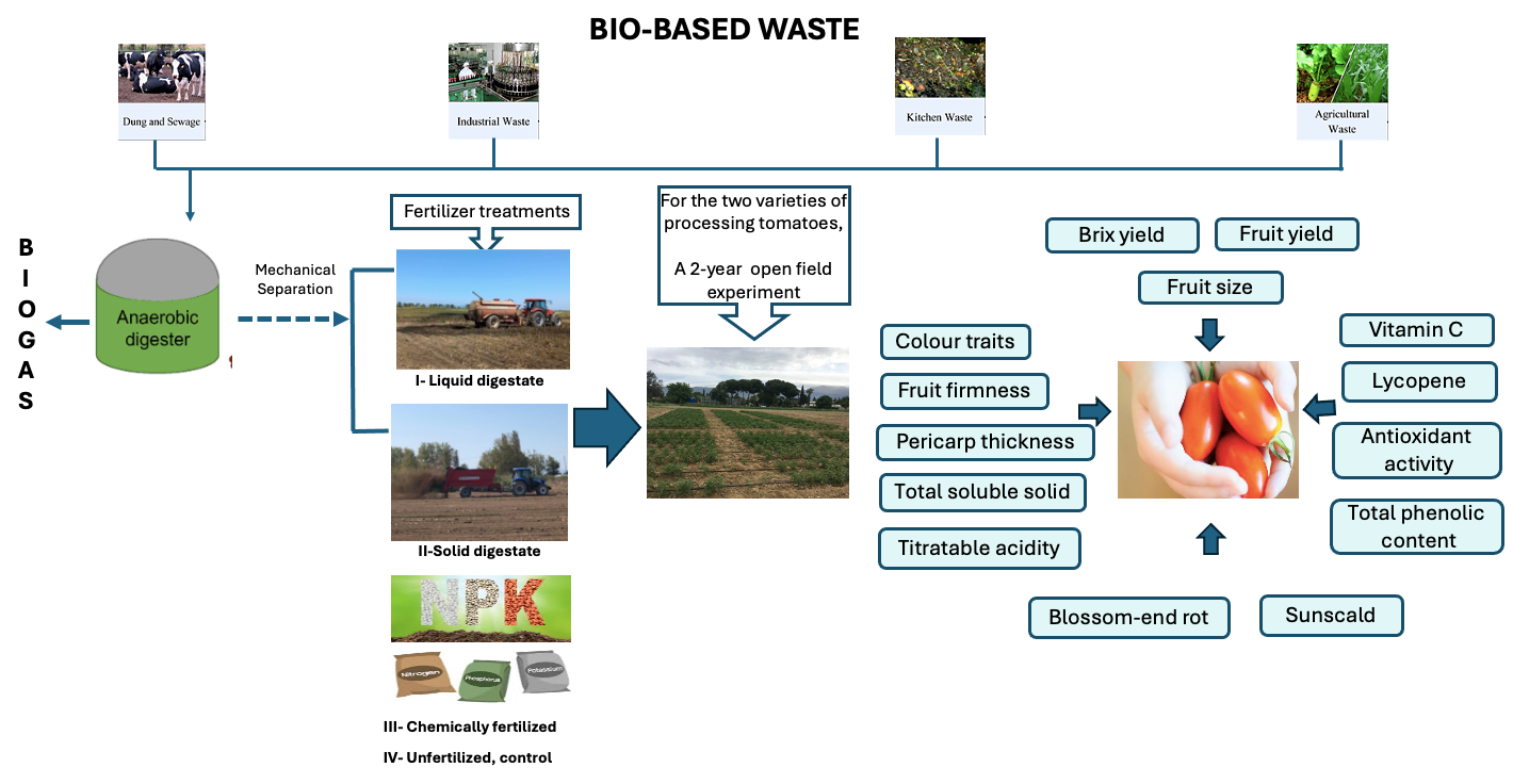 Using Solid and Liquid Digestate as Fertilizer for a Sustainable ...