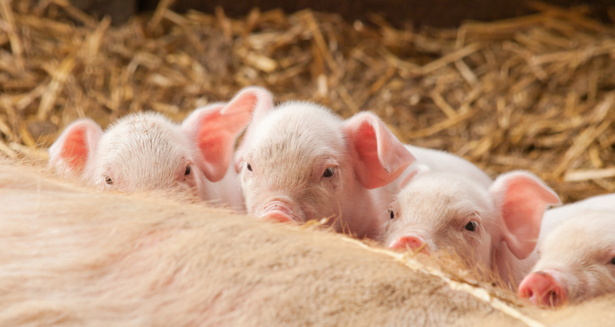 What Do Amino Acids Have to Do with Pig Immunity? More Than You Think ...