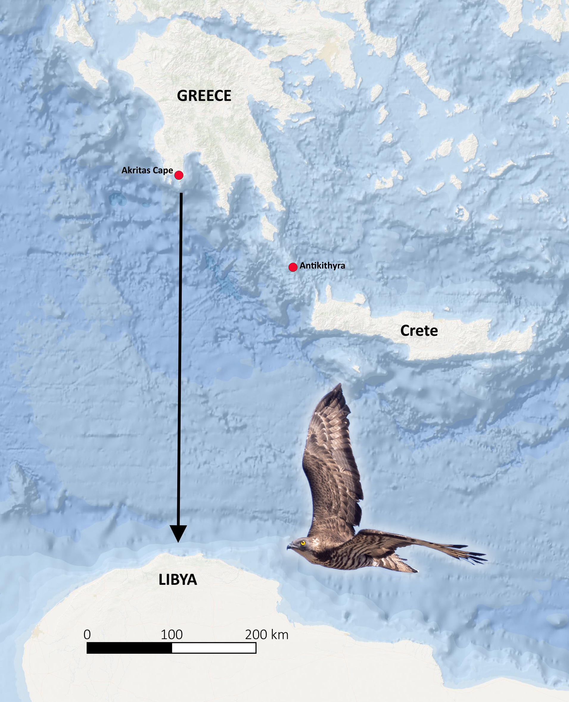 Akritas Cape: a recently discovered raptor migration hotspot in the ...