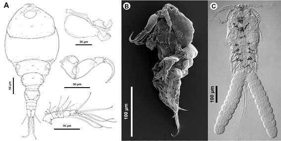 Uncovering Hidden Diversity: A New Look at Parasitic Copepods in a ...