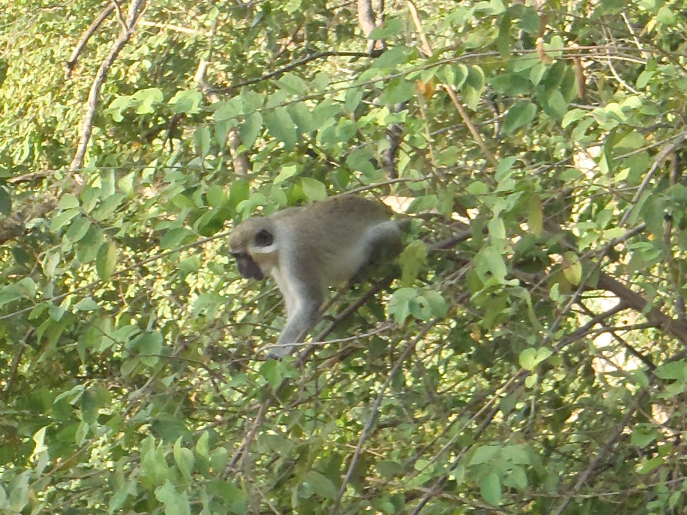 What wild monkeys in The Gambia can teach us about intestinal parasites ...