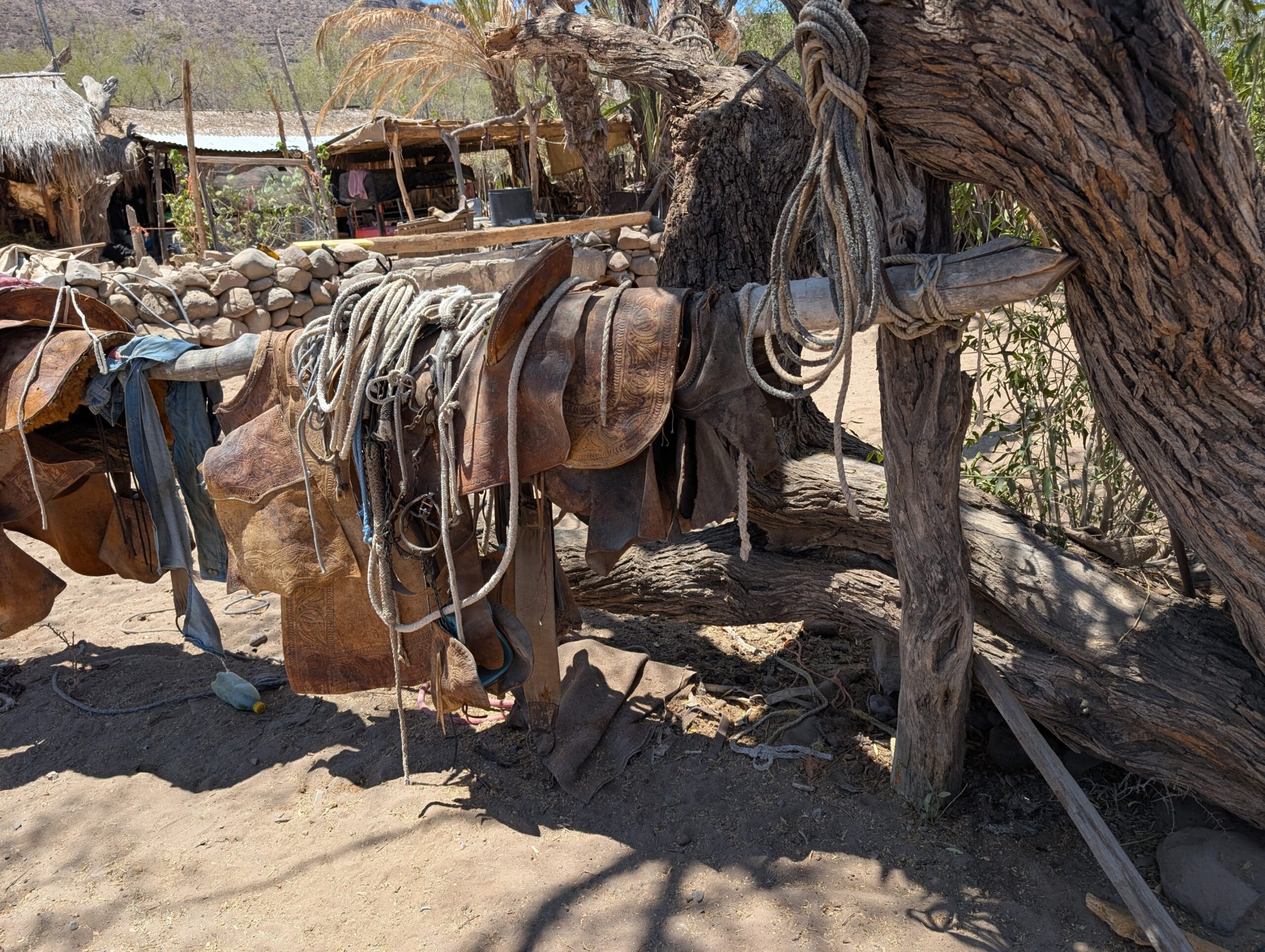Living Within Biodiversity’s Web: Ranching, Resilience, and Climate ...