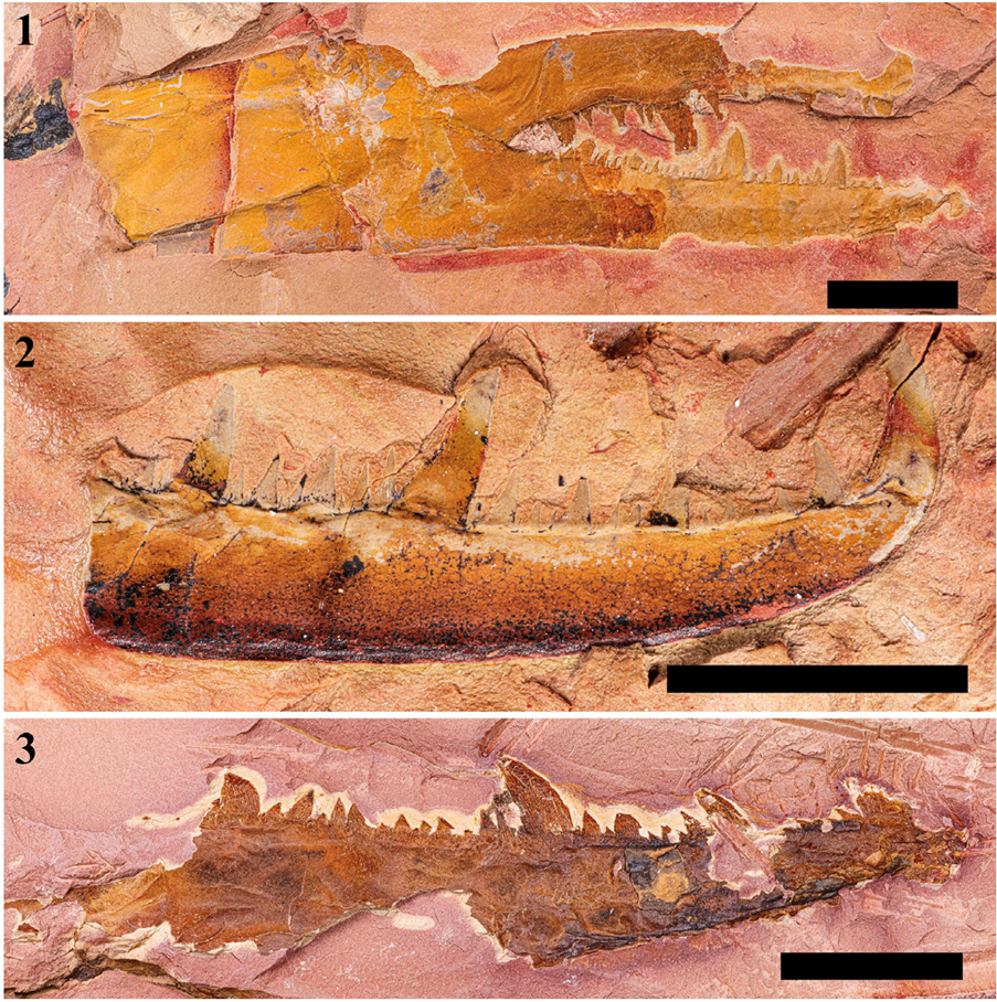 A Devonian pterygotid eurypterid playground in China « Earth ...