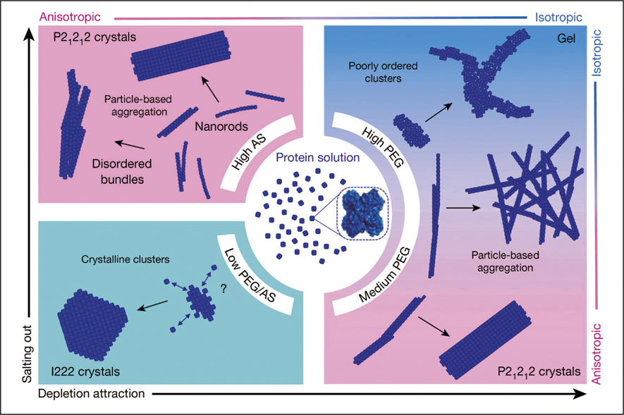 Cryo-transmission electron microscopy reveals protein nucleation pathways