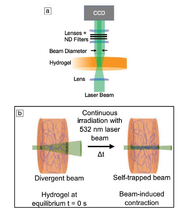 Hydrogel elicits switchable, reversible, and controllable self-trapping ...