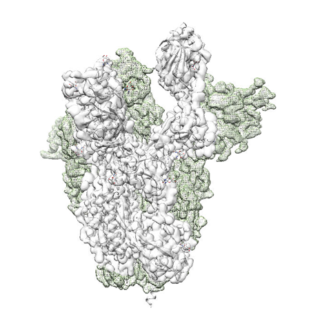 Electron Microscopy image processing methods for Structural Biology