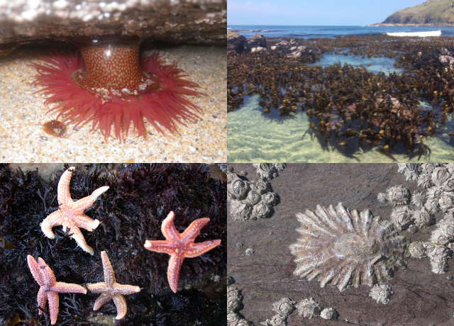 Impacts of climate change on temperate reef systems