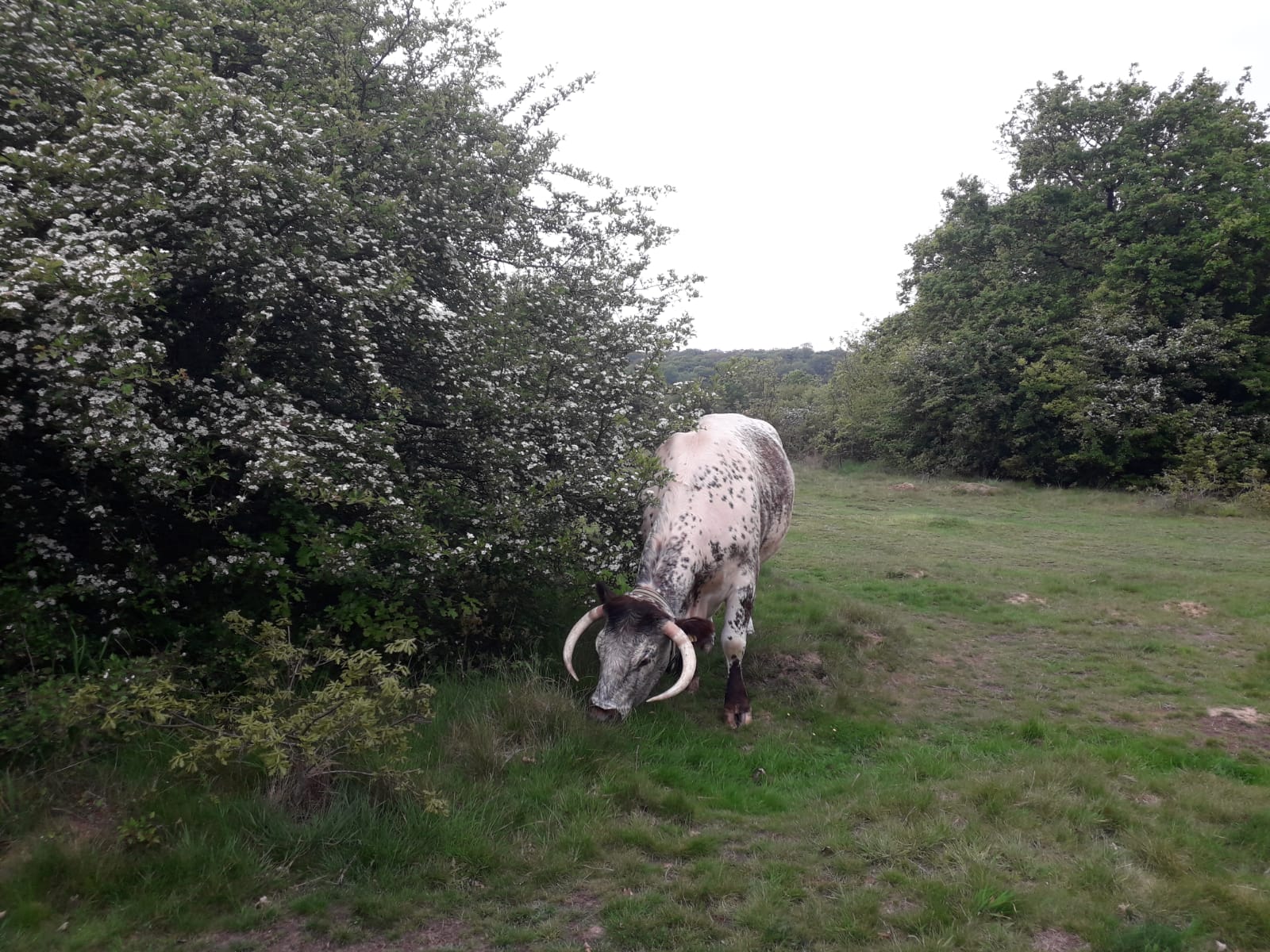 cow - World of Better Learning | Cambridge University Press